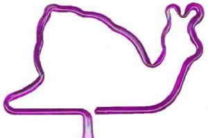 Snail Pen | Shaped Pens